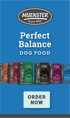 Chicora Rhodesian Ridgebacks – Responsibly & Ethically Bred In Western ...